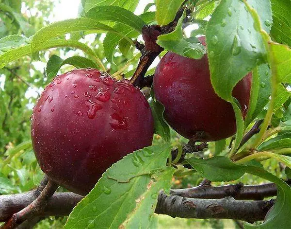 Cherry plum Cleopatra: litlhaloso tse fapaneng, linepe, litlhahlobo 6338_1