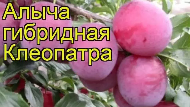 Cherry plum Cleopatra: kev piav qhia ntau yam, duab, tshuaj xyuas 6338_2