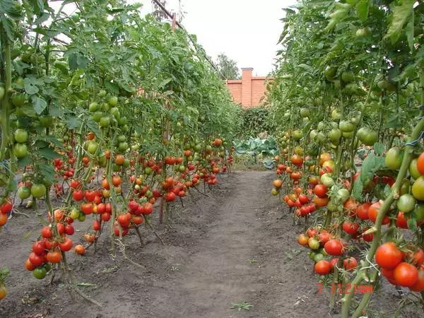 Hohe Tomaten: die besten Sorten für den Freiland