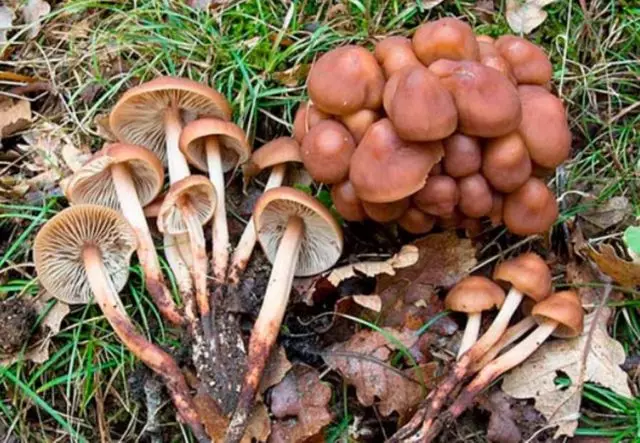 Xerula (kollibia) langbenig (Xerulapudens): hoe zien paddenstoelen eruit, waar en hoe groeien ze, zijn ze eetbaar of niet 6358_13