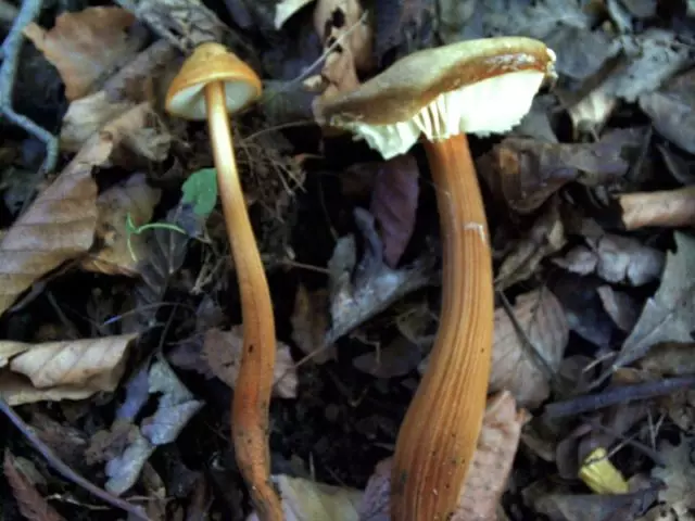 Xerula (kollibia) langbenig (Xerulapudens): hoe zien paddenstoelen eruit, waar en hoe groeien ze, zijn ze eetbaar of niet 6358_14