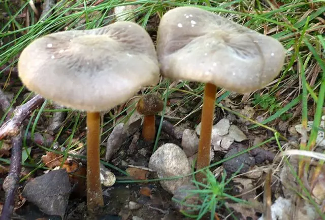 Xerula (kollibia) langbenig (Xerulapudens): hoe zien paddenstoelen eruit, waar en hoe groeien ze, zijn ze eetbaar of niet 6358_2