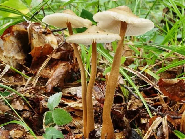 Xerula (kollibia) langbenig (Xerulapudens): hoe zien paddenstoelen eruit, waar en hoe groeien ze, zijn ze eetbaar of niet 6358_3