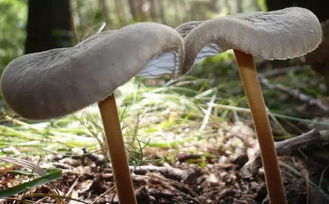 Xerula (kollibia) langbenig (Xerulapudens): hoe zien paddenstoelen eruit, waar en hoe groeien ze, zijn ze eetbaar of niet 6358_4