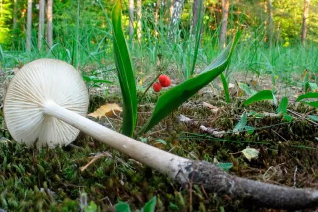 Xerula (kollibia) langbenig (Xerulapudens): hoe zien paddenstoelen eruit, waar en hoe groeien ze, zijn ze eetbaar of niet 6358_5