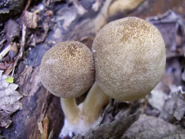 Xerula (kollibia) langbenig (Xerulapudens): hoe zien paddenstoelen eruit, waar en hoe groeien ze, zijn ze eetbaar of niet 6358_6