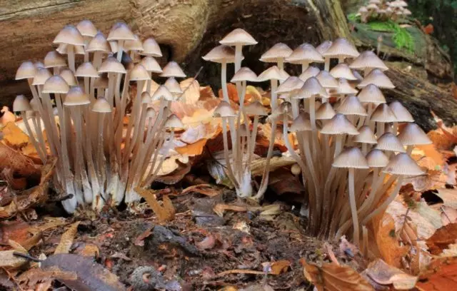 Collibia confluent (förvirrande pengar, Gymnopusconfluens): hur svampar ser ut, var och hur de växer, är de ätbara eller inte 6359_13