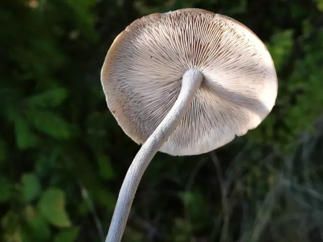 Collibia confluent (förvirrande pengar, Gymnopusconfluens): hur svampar ser ut, var och hur de växer, är de ätbara eller inte 6359_2