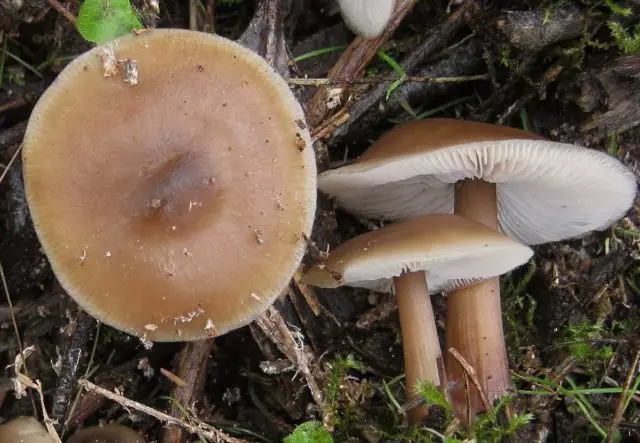 Collibia confluent (förvirrande pengar, Gymnopusconfluens): hur svampar ser ut, var och hur de växer, är de ätbara eller inte 6359_5