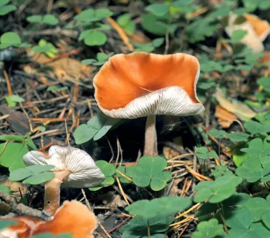 Collibia curved (Hymnopus curved، Rhodocollybia prolixa): قارچ ها چگونه هستند ، کجا و چگونه رشد می کنند ، آیا خوراکی هستند یا نه 6361_2