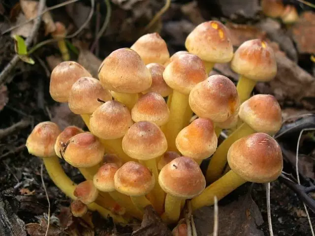 Collibia curved (Hymnopus curved, Rhodocollybia prolixa): what mushrooms look like, where and how they grow, are they edible or not 6361_4