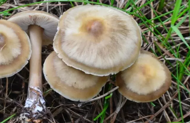 Colibia Azema (Gymnopus Azema, Rhodocollybia Butyracea): cén chuma atá ar bheacáin, cá háit agus conas a fhásann siad, an bhfuil siad inite nó nach bhfuil 6364_2