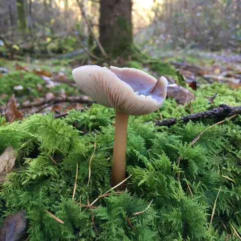 Colibia Azema (Gymnopus Azema, Rhodocollybia Butyracea): jak wyglądają grzyby, gdzie i jak rosną, czy są jadalne, czy nie 6364_3