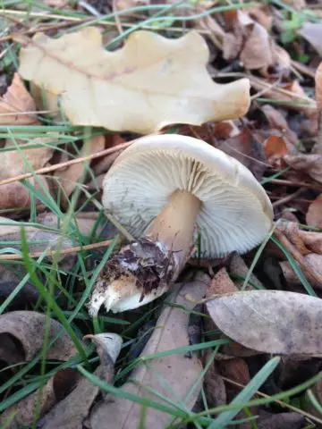 Colibia Azema (Gymnopus Azema, Rhodocollybia Butyracea): anoita howa hwakaita sei, kupi uye kuti anokura sei, anodyiwa here kana kuti kwete 6364_4