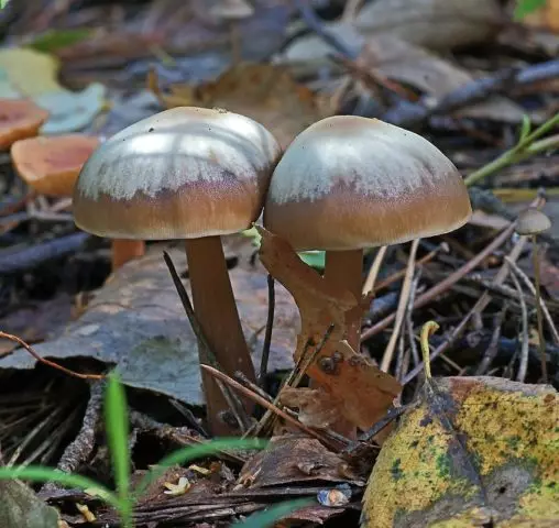 Колибиа Азема (Gymnopus Azema, Rhodocollybia Butyracea): мөөг ямар харагддаг, хаана, хэрхэн ургадаг, идэж болох уу, үгүй ​​юу 6364_5