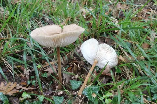 Xerula (colibia) beskeie (Xerula pudens): hoe sampioene lyk, waar en hoe hulle groei, is hulle eetbaar of nie 6367_2