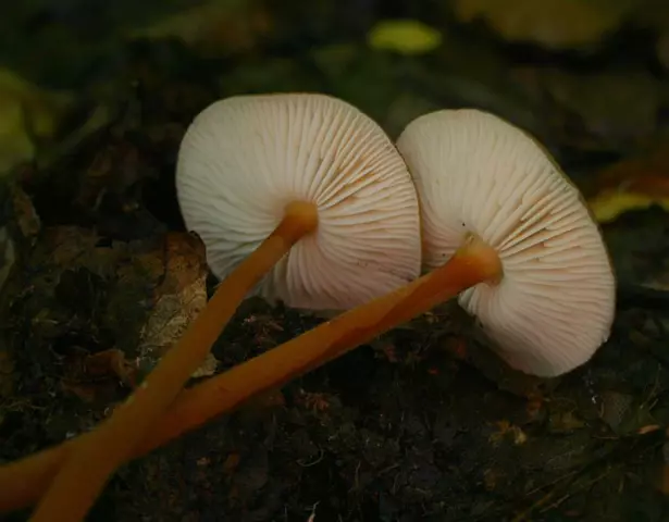 Xerula (colibia) beskeie (Xerula pudens): hoe sampioene lyk, waar en hoe hulle groei, is hulle eetbaar of nie 6367_3