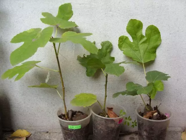 Fig Brunswik: faʻamatalaga, teteʻe aisa, galueaina, iloiloga 6369_3