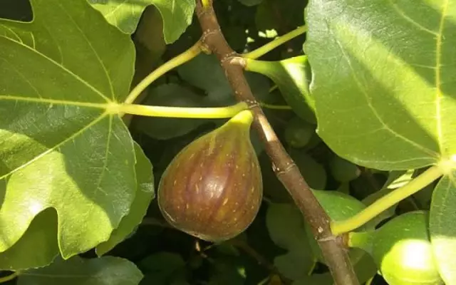 Fig Brunswik: faʻamatalaga, teteʻe aisa, galueaina, iloiloga 6369_6