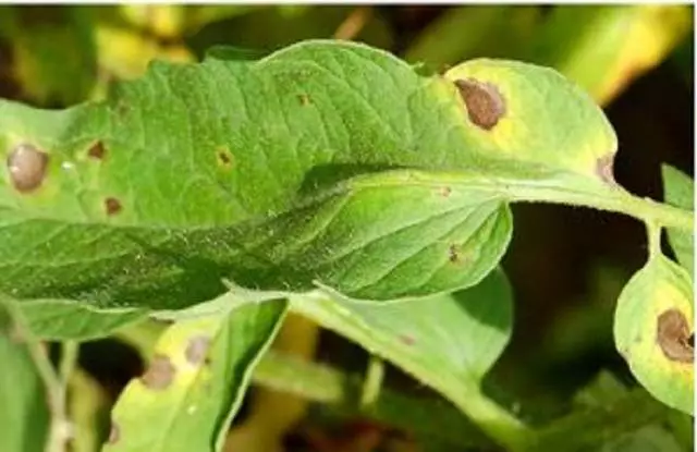 Cladosporium-inodzivirira madomasi marudzi