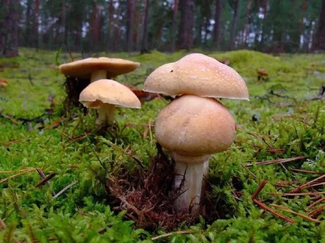 Gorra anelada: onde medra, como se ve, é posible comer, degustar, fotografar 6372_1