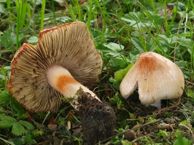 Gorra anelada: onde medra, como se ve, é posible comer, degustar, fotografar 6372_7