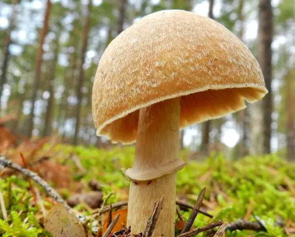 Gorra anelada: onde medra, como se ve, é posible comer, degustar, fotografar 6372_8