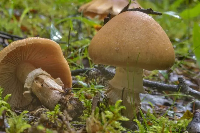 Topi berdering: di mana ia tumbuh, bagaimana rupanya, adakah mungkin untuk dimakan, dirasakan, foto 6372_9