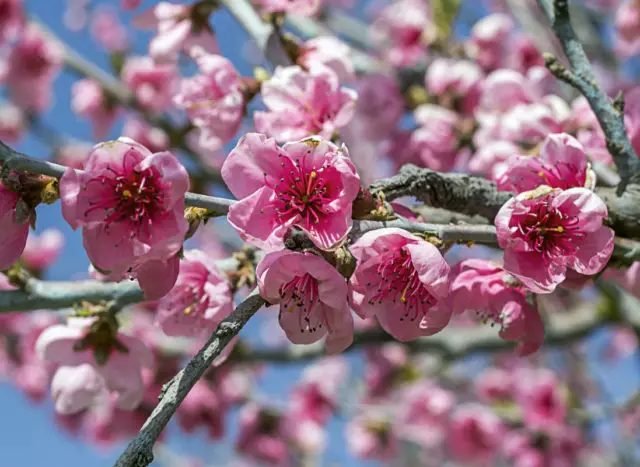 Peach Favorite Morettini: คำอธิบายหลากหลาย, ภาพถ่าย, คำวิจารณ์ 6386_2