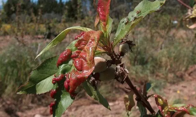 קערל פון פערשקע בלאַט: קאַמף, באַהאַנדלונג, באַהאַנדלונג 6387_3