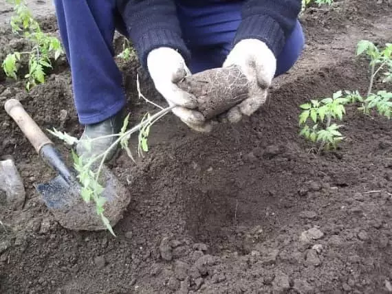 Kumusoro kupfeka madomasi mushure mekudyara mugreenhouse 638_5