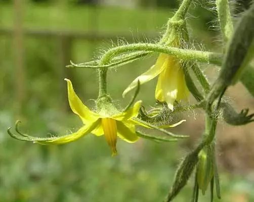 Kumusoro kupfeka madomasi mushure mekudyara mugreenhouse 638_7