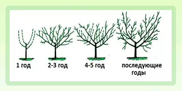 春、夏の桃の剪定、図表、初心者向けビデオ、タイミング 6391_4