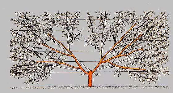 Persikabeskärning på våren, sommaren, diagram, video för nybörjare, timing 6391_9