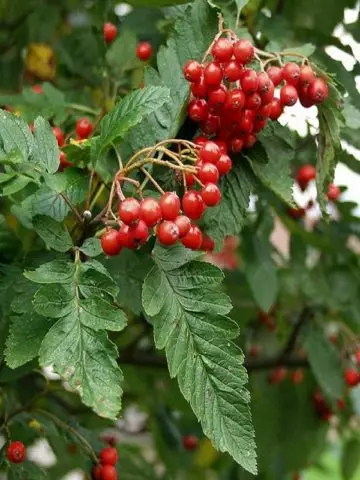 Rowan eikenblad: beschrijving, planten en verzorgen, foto 6405_1