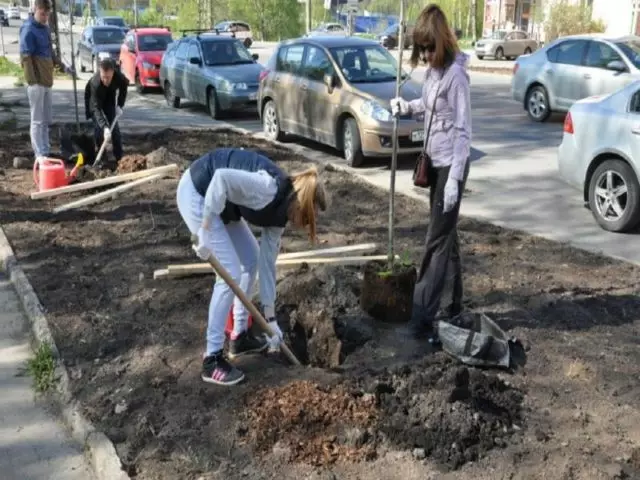 Рабіна дуболистная: апісанне, пасадка і догляд, фота 6405_11