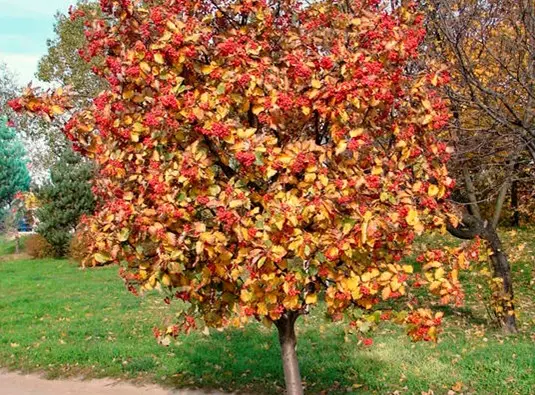 Rowan oak-leaved: description, planting and care, photo 6405_4