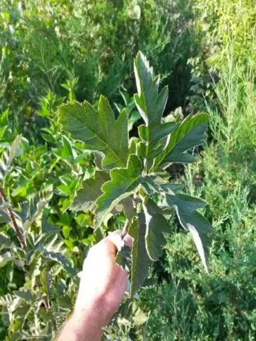 Rowan eikenblad: beschrijving, planten en verzorgen, foto 6405_5