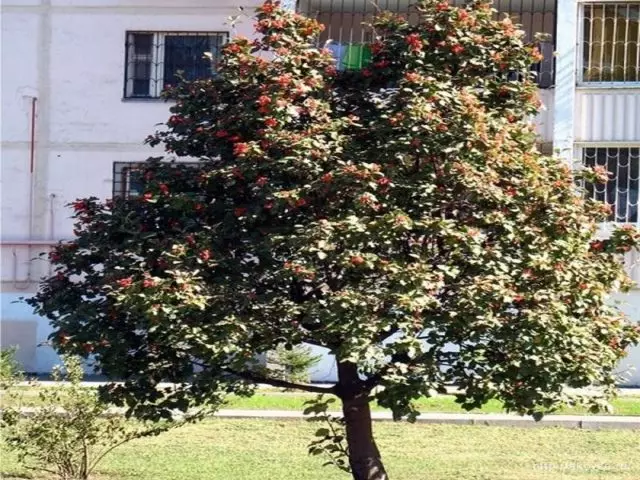 Rowan oak-leaved: danasîn, çandin û lênêrîn, wêne 6405_8