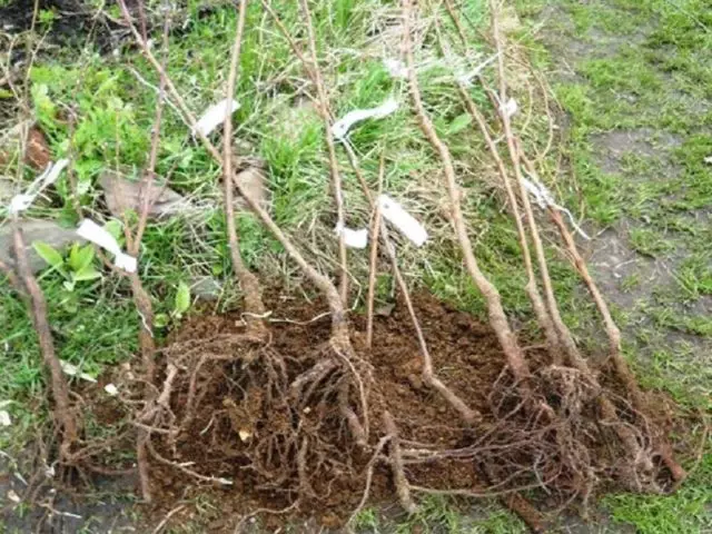 Rowan sueco (intermedio o escandinavo): descripción, foto, plantación y cuidado. 6406_2