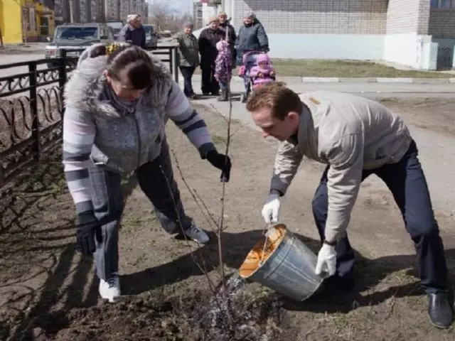 Rowan Swedish (mellanliggande eller skandinavisk): beskrivning, foto, plantering och vård 6406_3