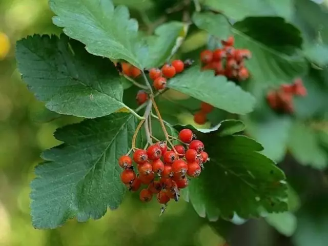 রোয়ান সুইডিশ (মধ্যবর্তী বা স্ক্যান্ডিনেভিয়ান): বর্ণনা, ছবি, রোপণ এবং যত্ন 6406_4