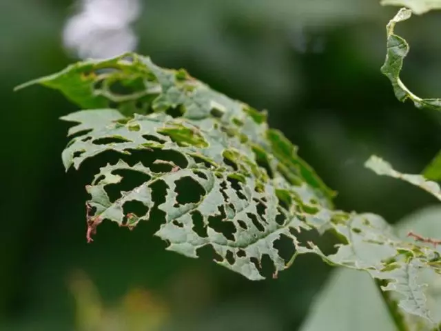 Rowan sueco (intermedio o escandinavo): descripción, foto, plantación y cuidado. 6406_5