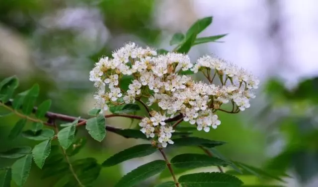 山灰春天怎么开花：普通的，黑果的，为什么不开花 6409_1