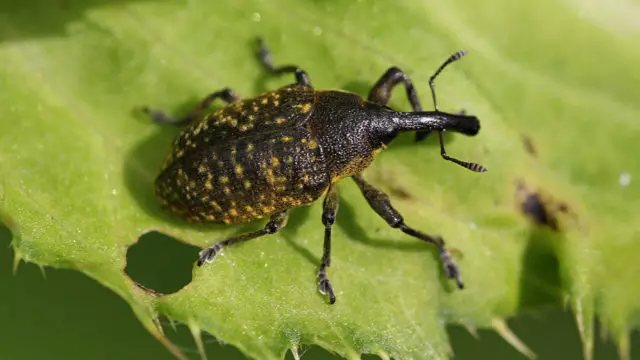 Come fiorisce il sorbo in primavera: ordinario, a frutto nero, perché non fiorisce 6409_10