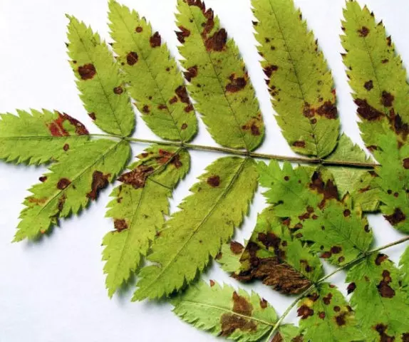 Cómo florece el fresno de montaña en primavera: ordinario, de frutos negros, por qué no florece 6409_17