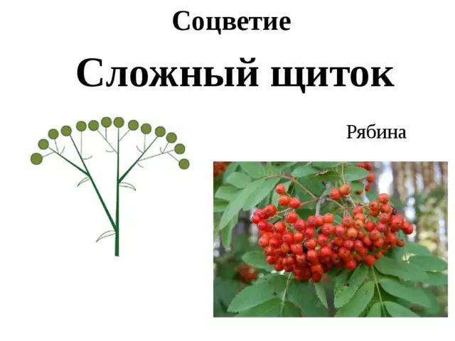 Як квітнее рабіна вясной: звычайная, чарнаплодная, чаму не квітнее 6409_2