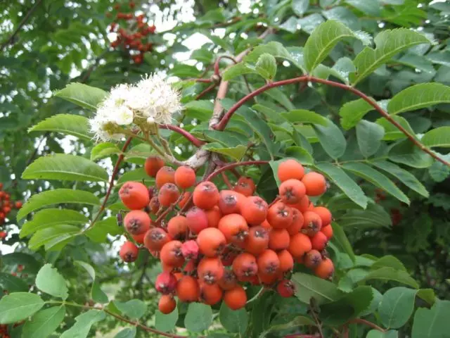 Come fiorisce il sorbo in primavera: ordinario, a frutto nero, perché non fiorisce 6409_3