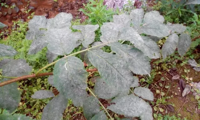 Kako planinski jasen cvjeta u proljeće: običan, crnoplodan, zašto ne cvjeta 6409_5