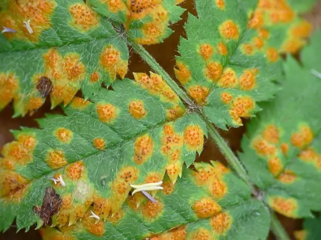 Hur bergaska blommar på våren: vanlig, svartfruktig, varför blommar den inte 6409_6